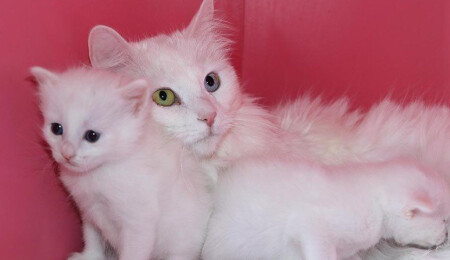 Van Kedi Villası'nda 130 yavru dünyaya geldi