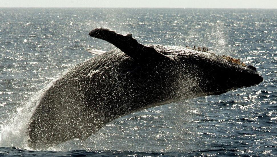 Katil balina saldırılarına karşı yeni savunma yöntemi: Heavy metal