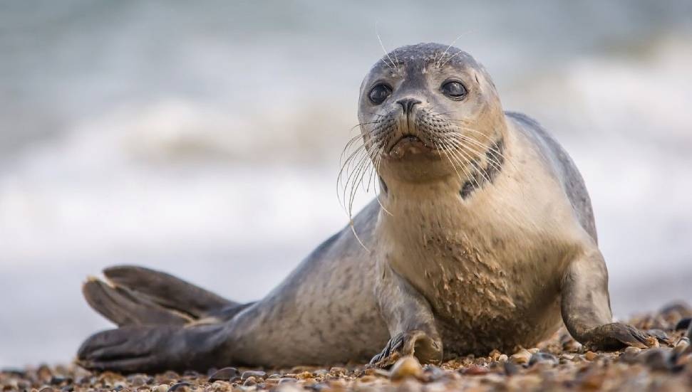Akdeniz'de 'SUP Board' tehdidi, foklar yavrusunu terk edebilir