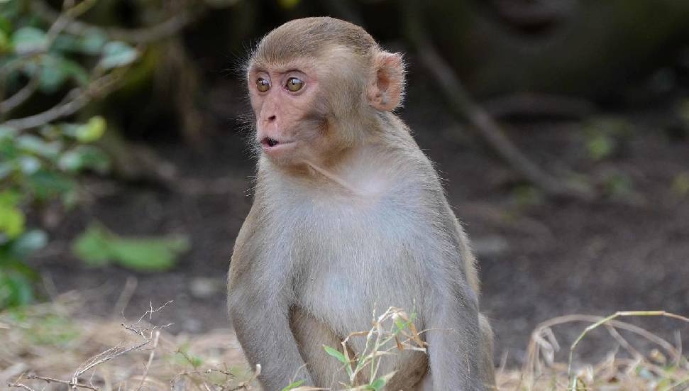Ufak bir adada yaşayan erkek maymunların dişilerden çok birbiriyle çi