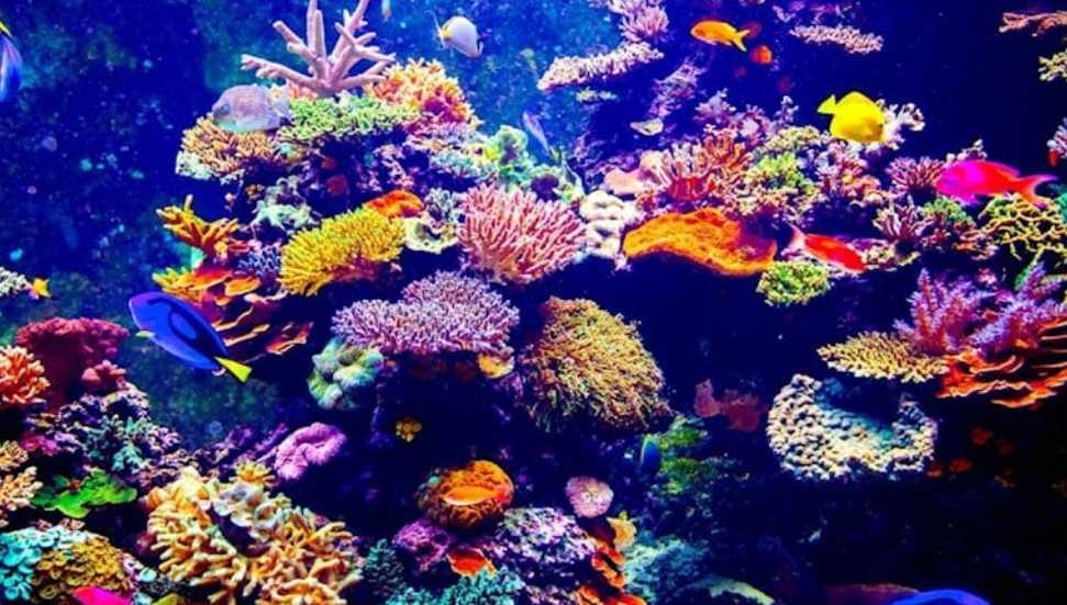 Aşırı sıcak etkili oldu: Mercan resiflerinin renkleri soluyor