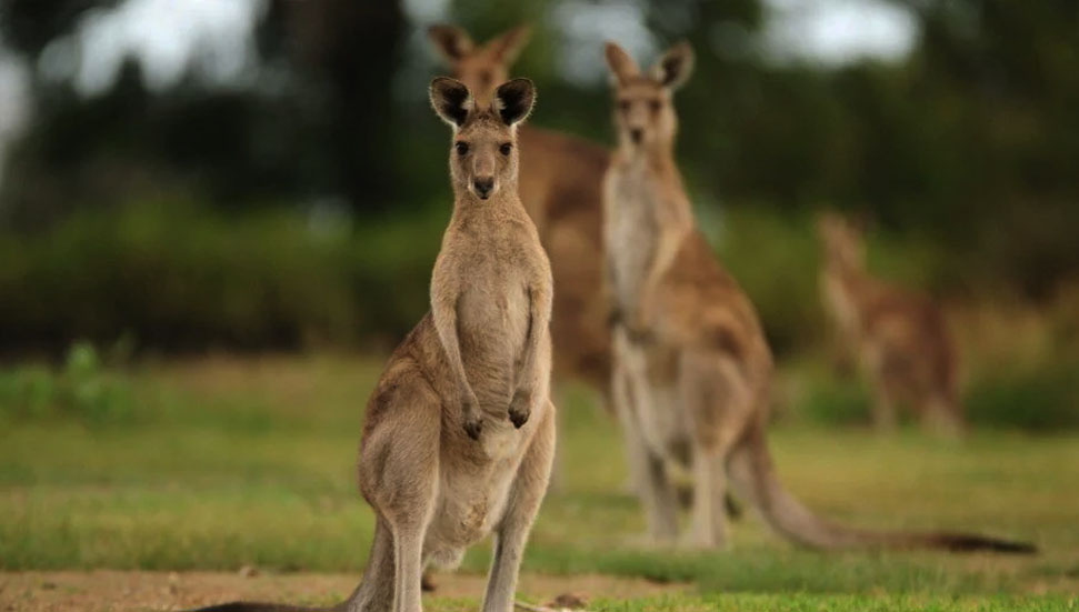Three Charged in Deryneia Kangaroo Slaughter Case
